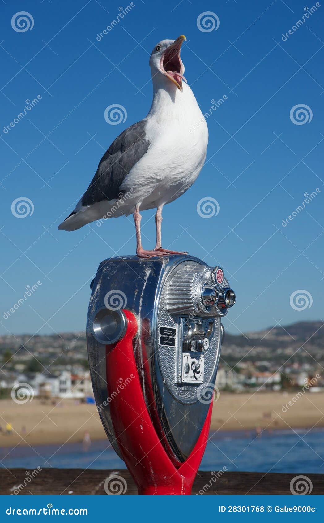 Screaming seagull stock photo. Image of fowl, bird, mouth - 28301768