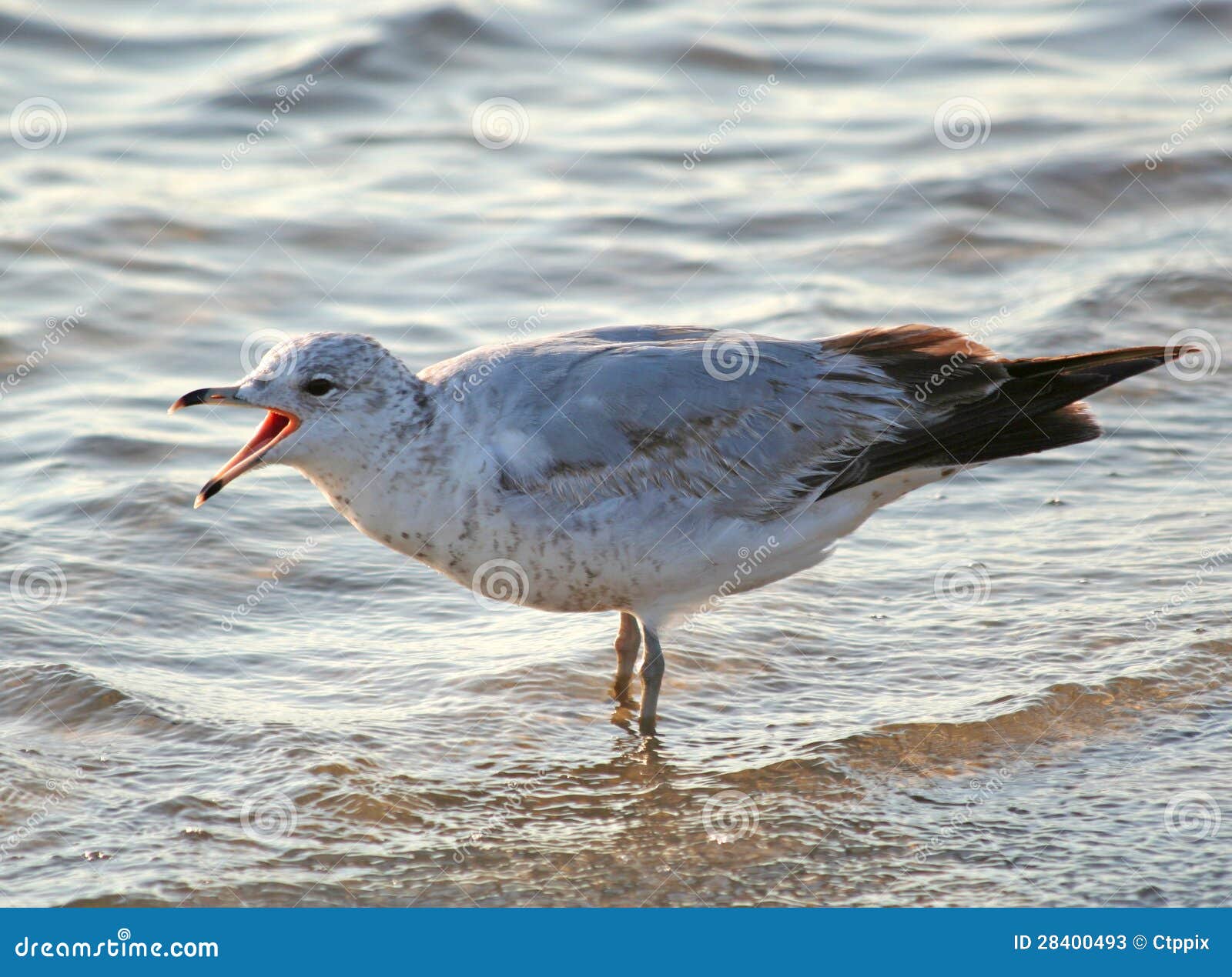 Screaming Seagull stock image. Image of bird, freedom - 28400493