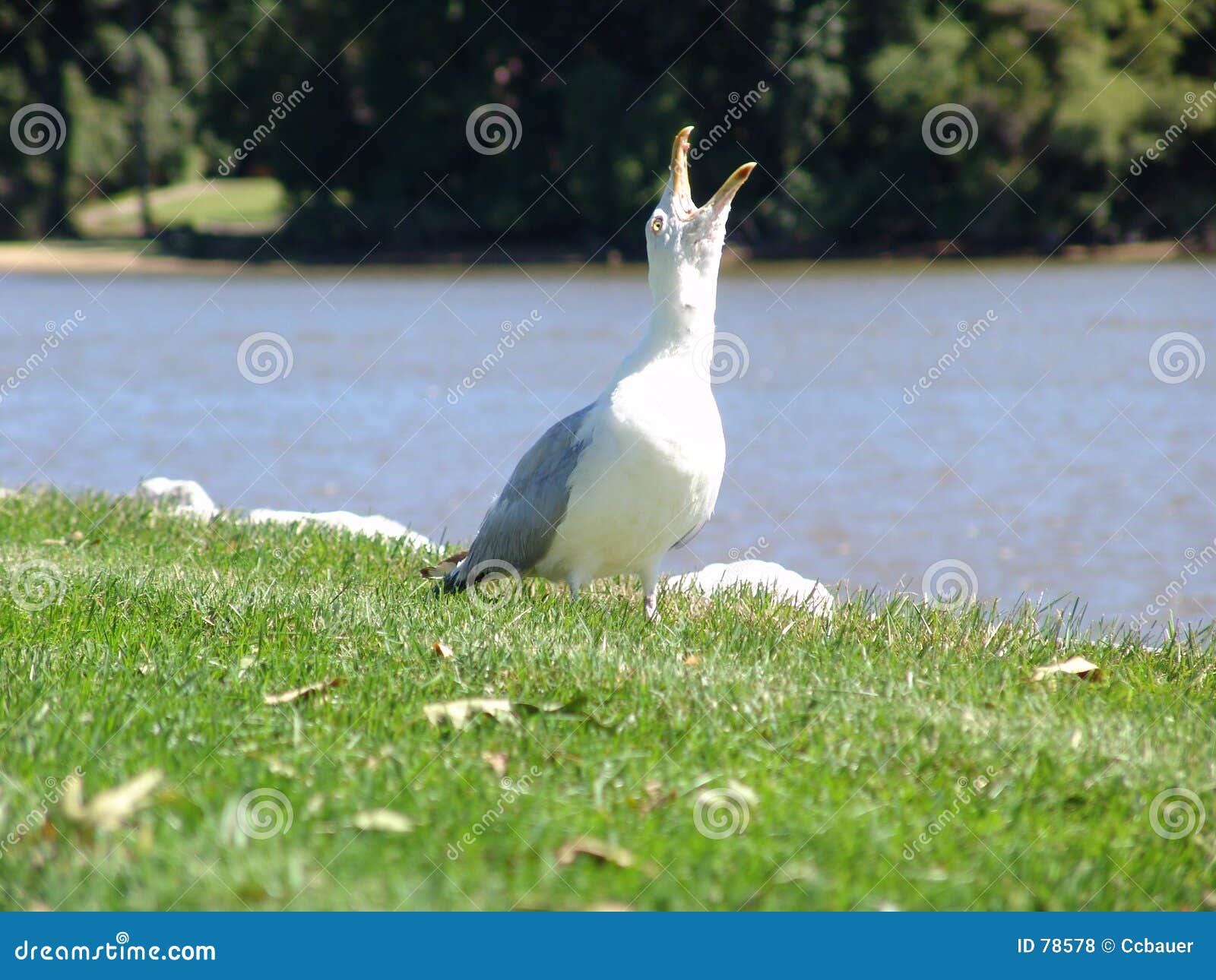 Screaming Seagull stock photo. Image of summer, beach, grass - 78578