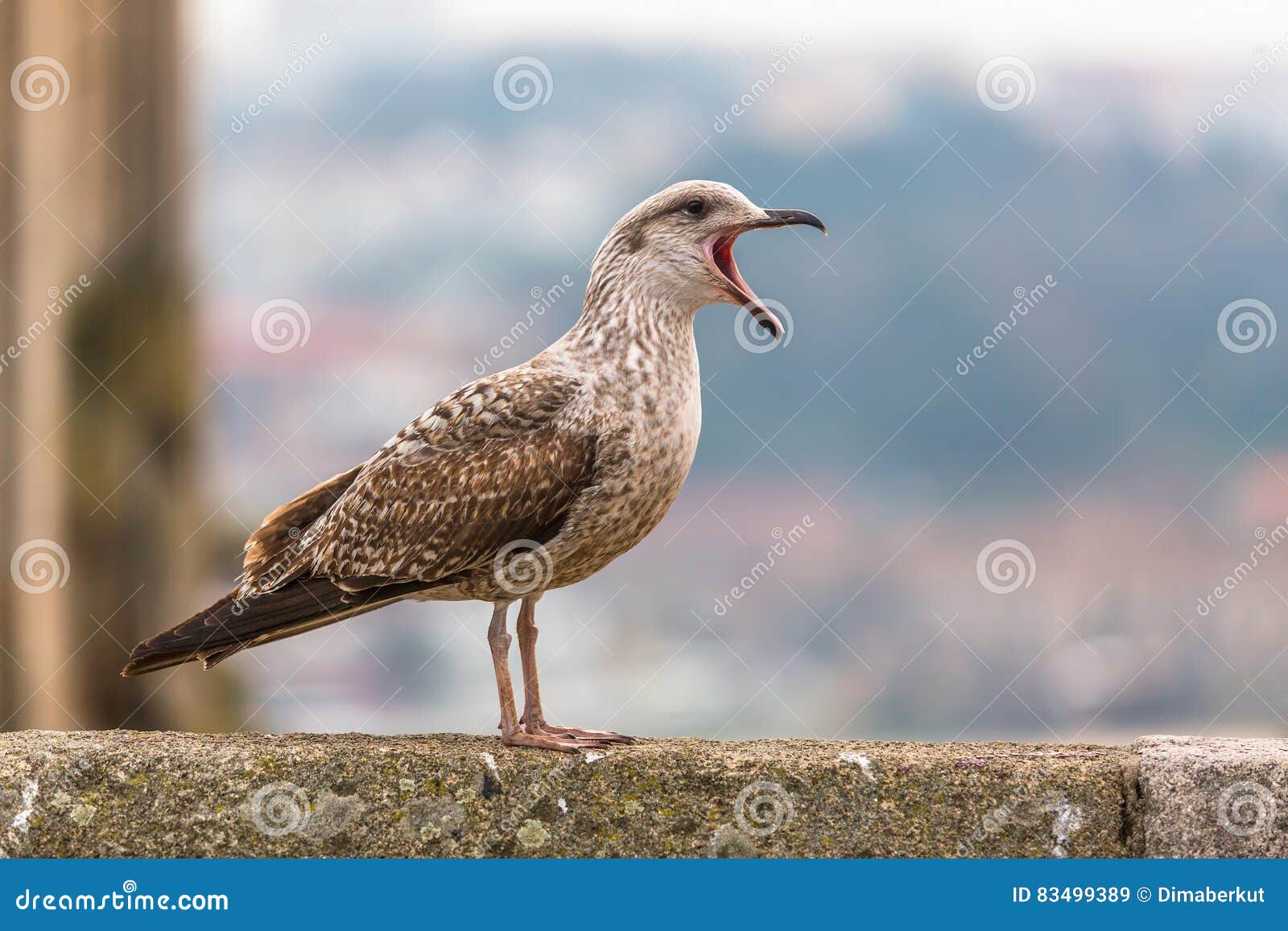Screaming Seagull, Close-up. Nature Porto. Stock Image - Image of ...