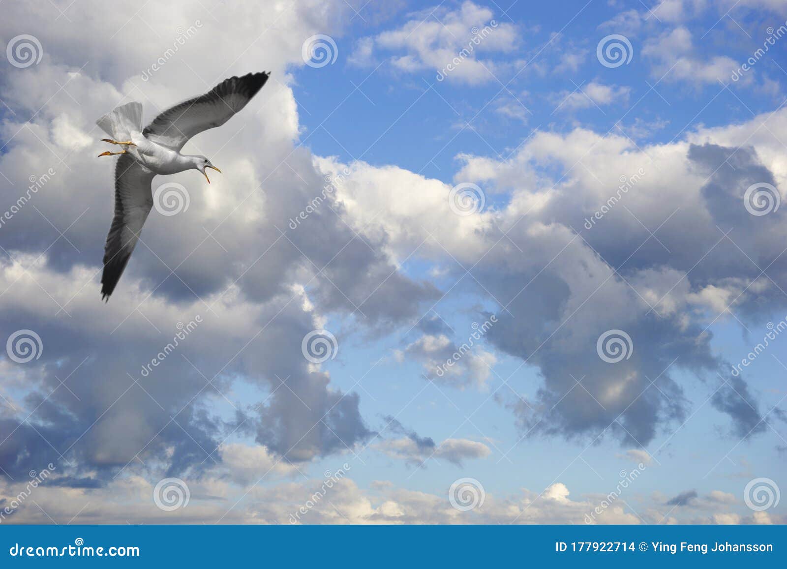Screaming Seagull Flying on Blue Sky Stock Photo - Image of gull ...