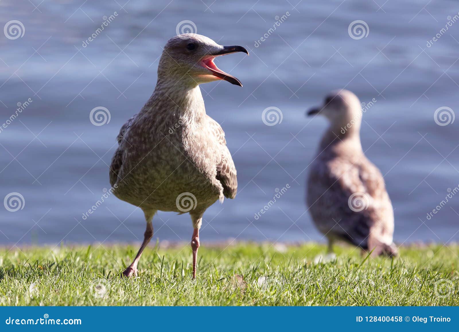 Screaming Seagull on Green Grass Stock Photo - Image of ocean, soaring ...