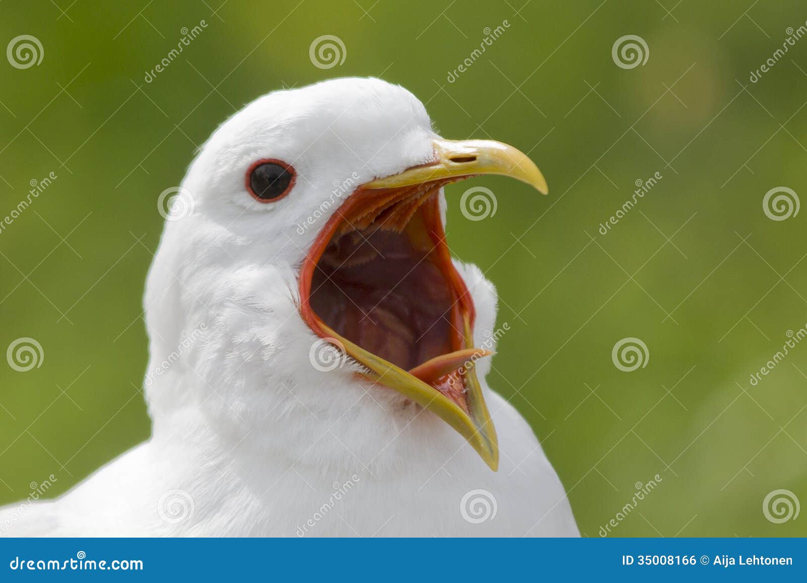 Screaming seagull stock photo. Image of mouth, beak, screaming - 35008166