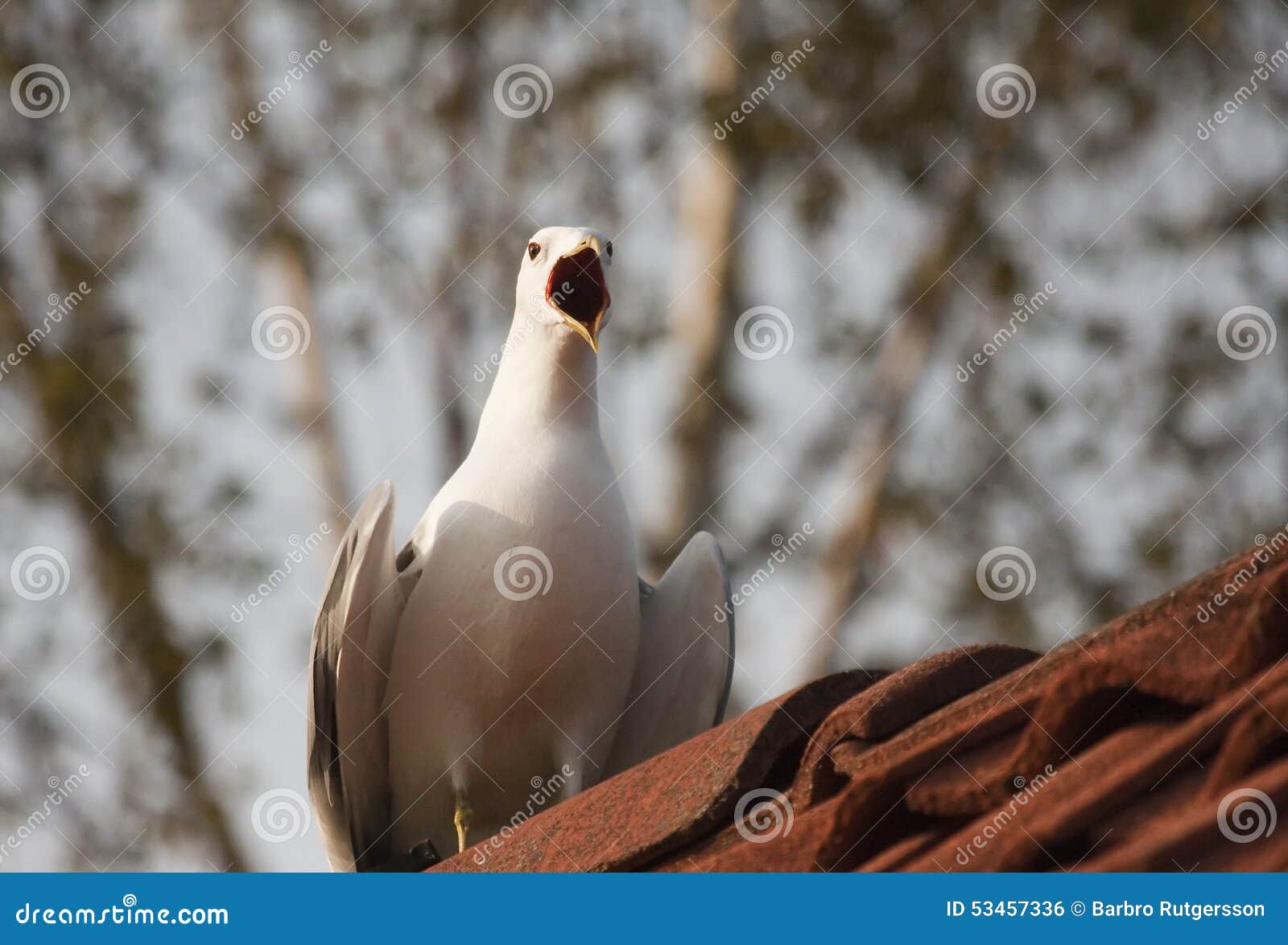 Screaming stock photo. Image of scream, mouth, birds - 53457336