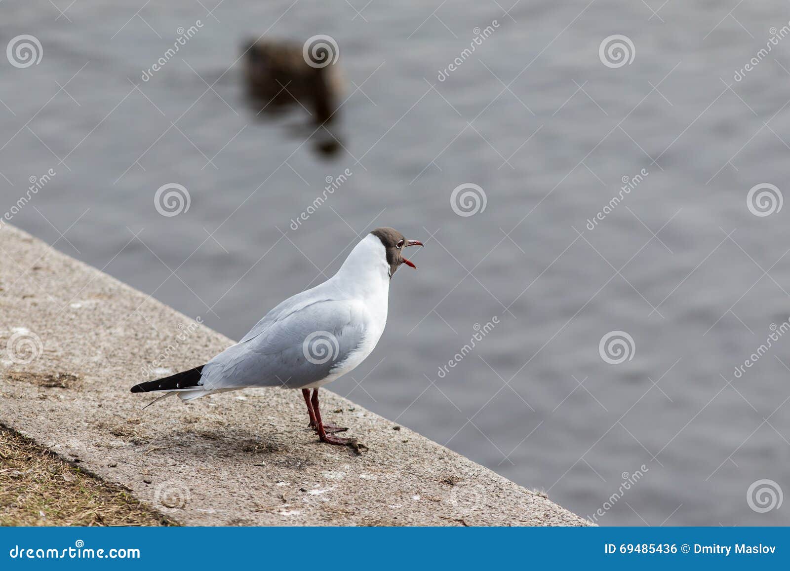 Screaming Seagull Stock Photography | CartoonDealer.com #254870
