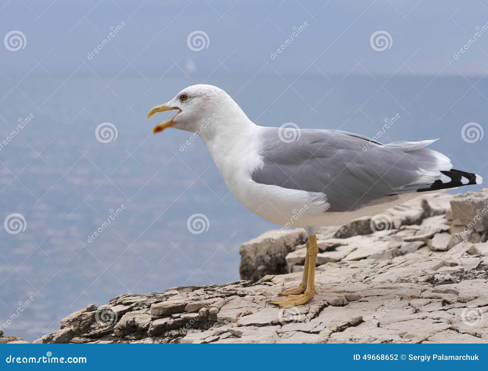 Screaming Seagull Standing on Sea Stone Stock Photo - Image of water ...