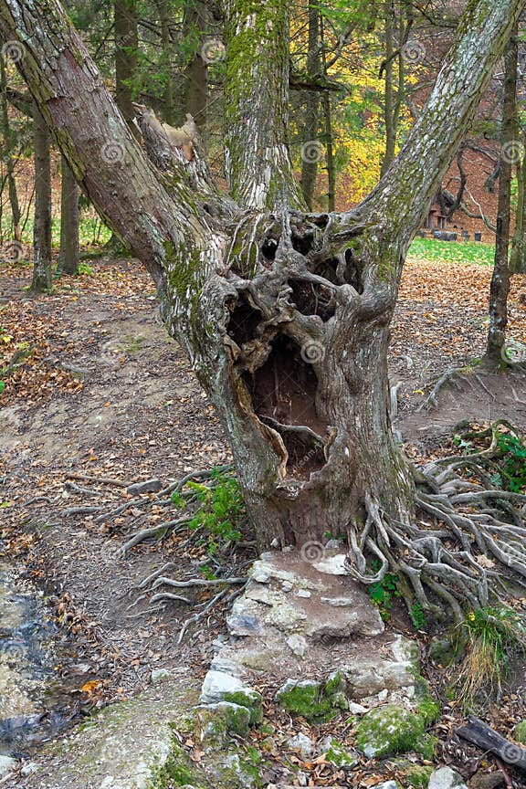 Screaming tree stock photo. Image of outdoor, wood, imagine - 63019898