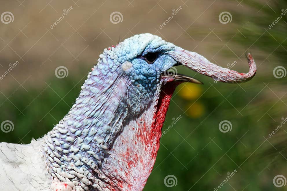 Screaming turkey stock photo. Image of animal, black - 24476708