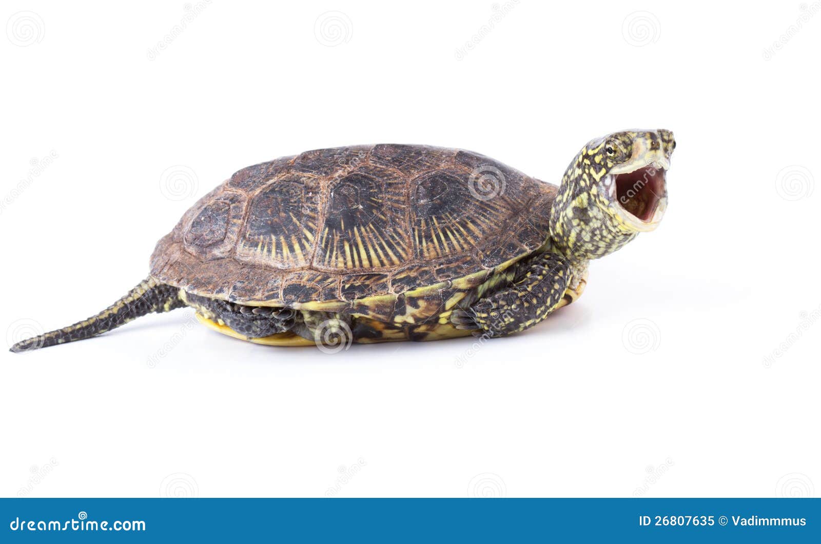 Screaming Turtle stock image. Image of funny, hide, animation - 26807635