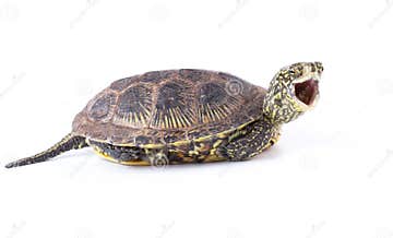 Screaming Turtle stock image. Image of funny, hide, animation - 26807635