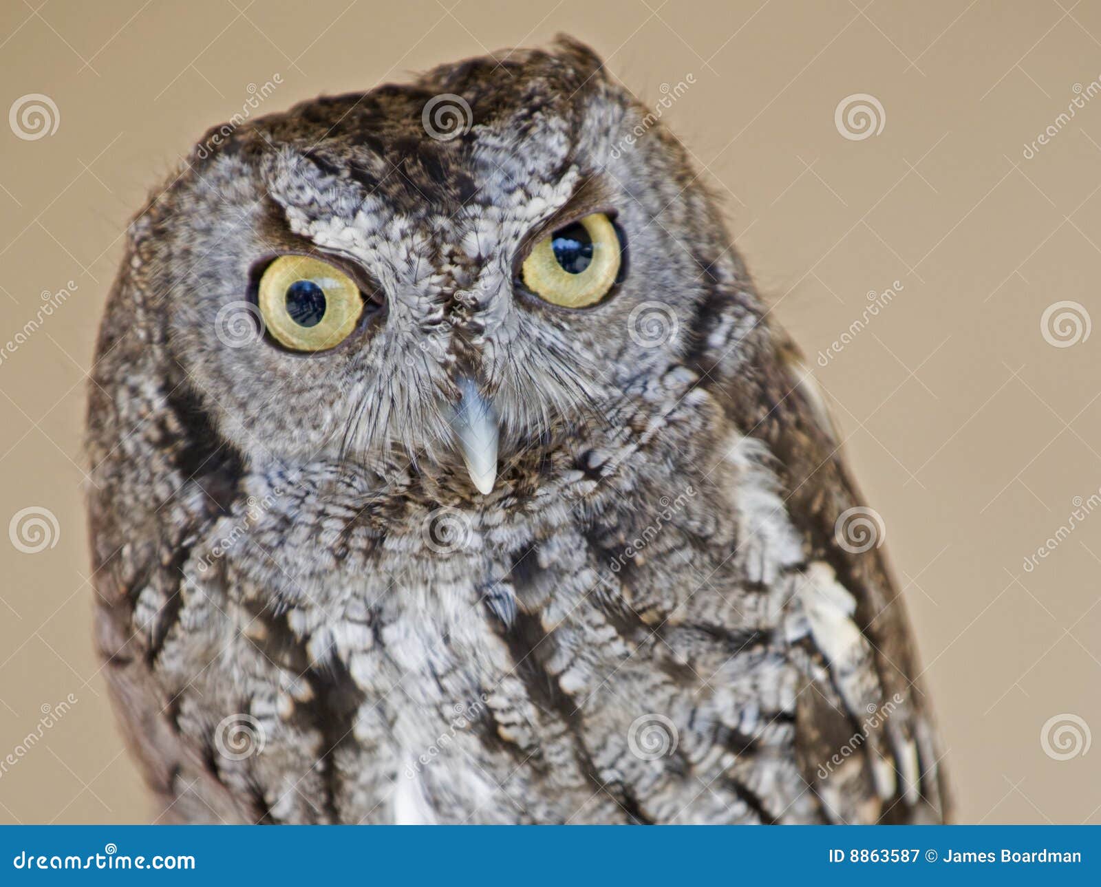 Screech owl stock image. Image of bird, feathers, animal - 8863587