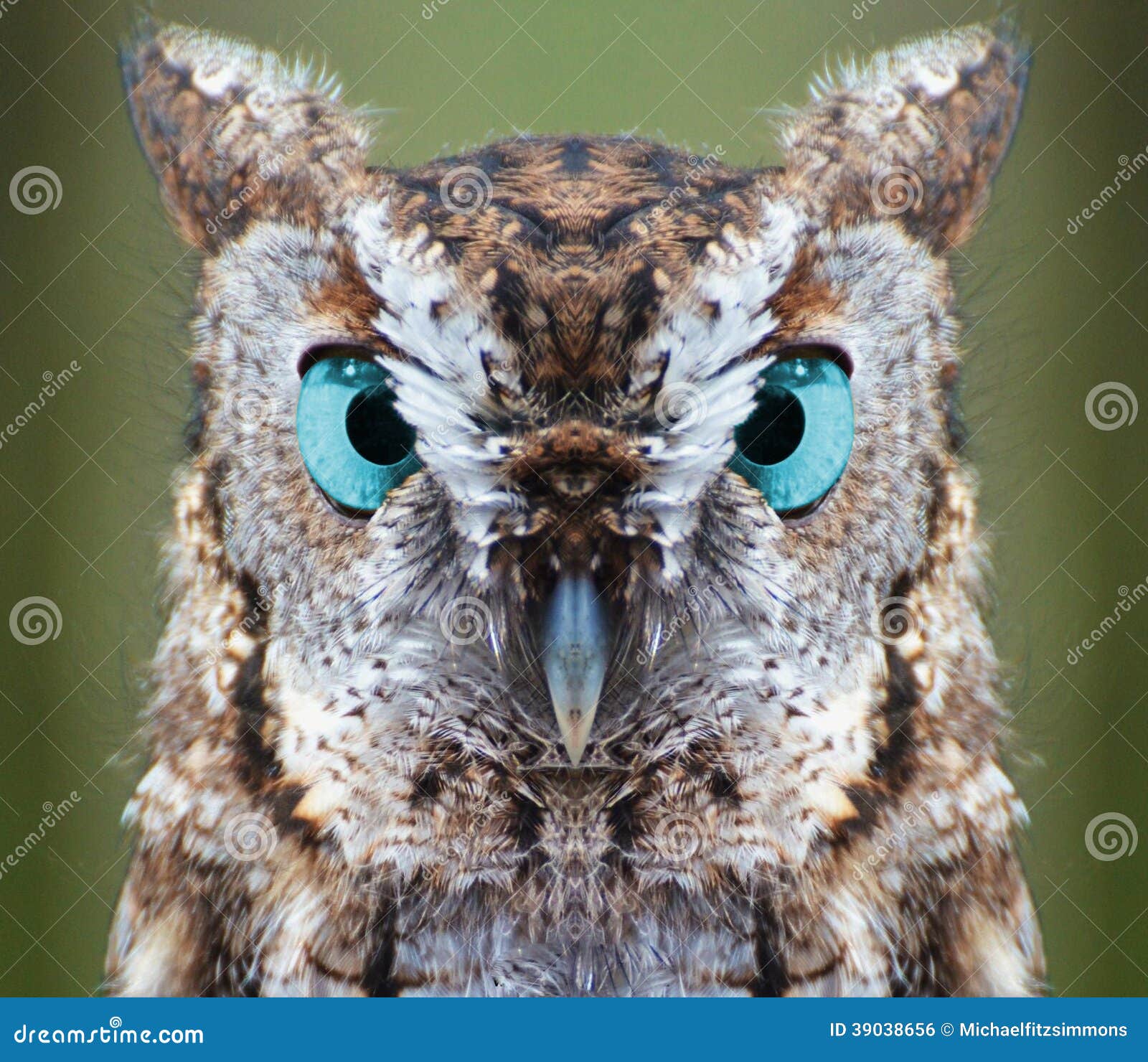 Screech Owl stock photo. Image of birds, prey, feathers - 39038656