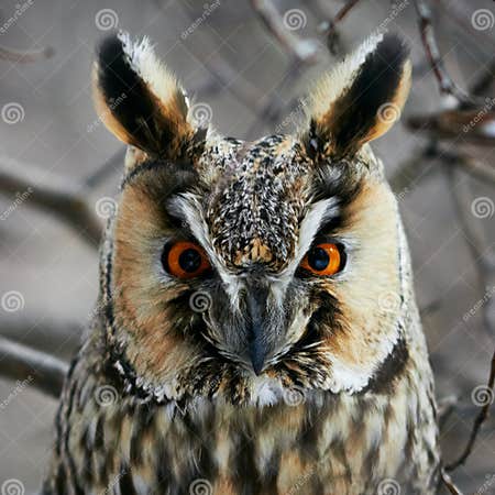 Screech-owl portrait. stock image. Image of closeup, conservation ...