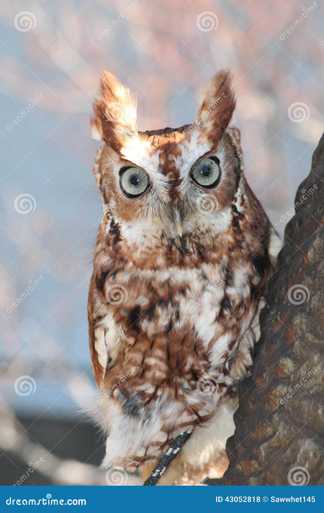Screech owl stock photo. Image of rehabilitate, bird - 43052818