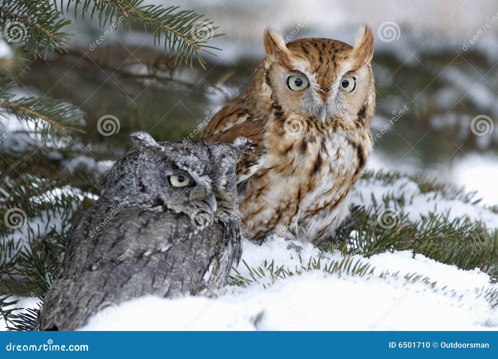 Screech owls stock photo. Image of winter, plumage, owls - 6501710