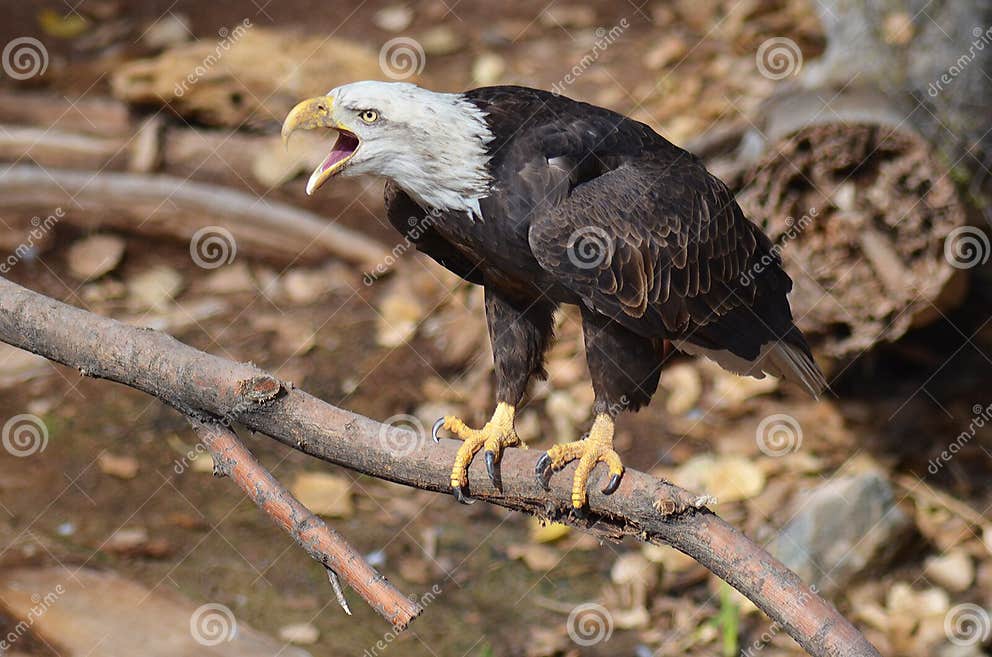Screeching Bald Eagle stock photo. Image of screeching - 75822302