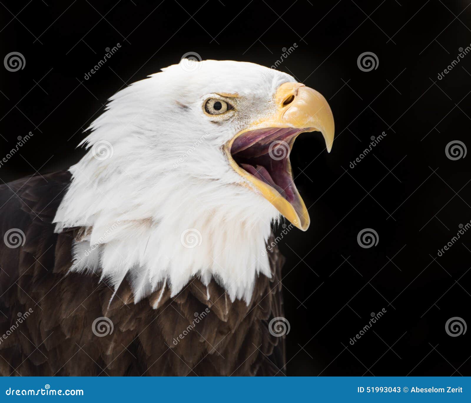 Screeching Eagle II stock image. Image of animal, united - 51993043