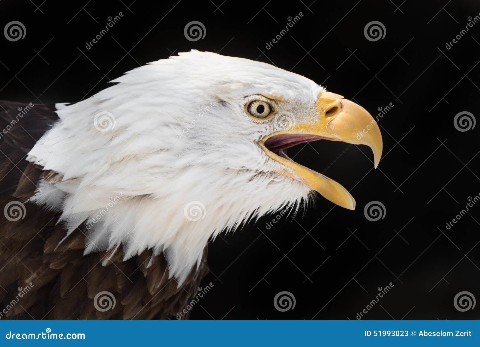 Screeching Eagle stock image. Image of bald, williams - 51993023