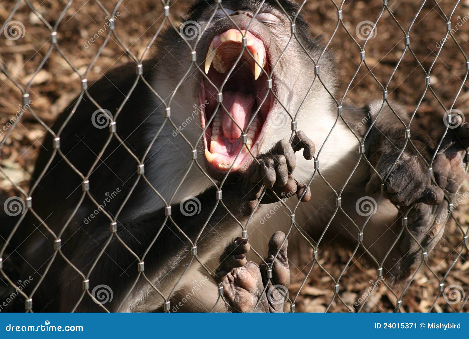 A screeching monkey stock image. Image of finger, locked - 24015371