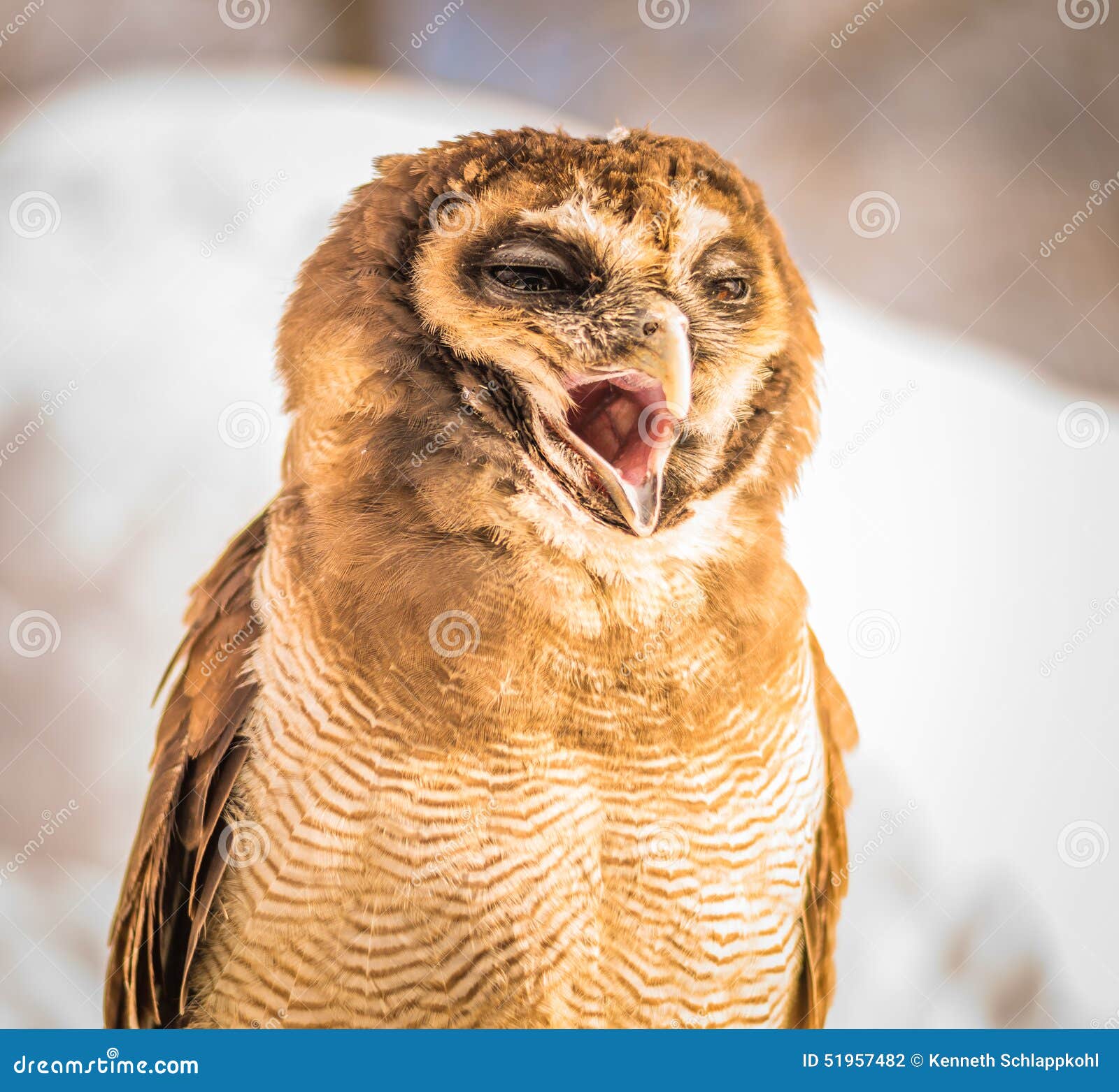 Screeching Owl stock photo. Image of feathers, orange - 51957482