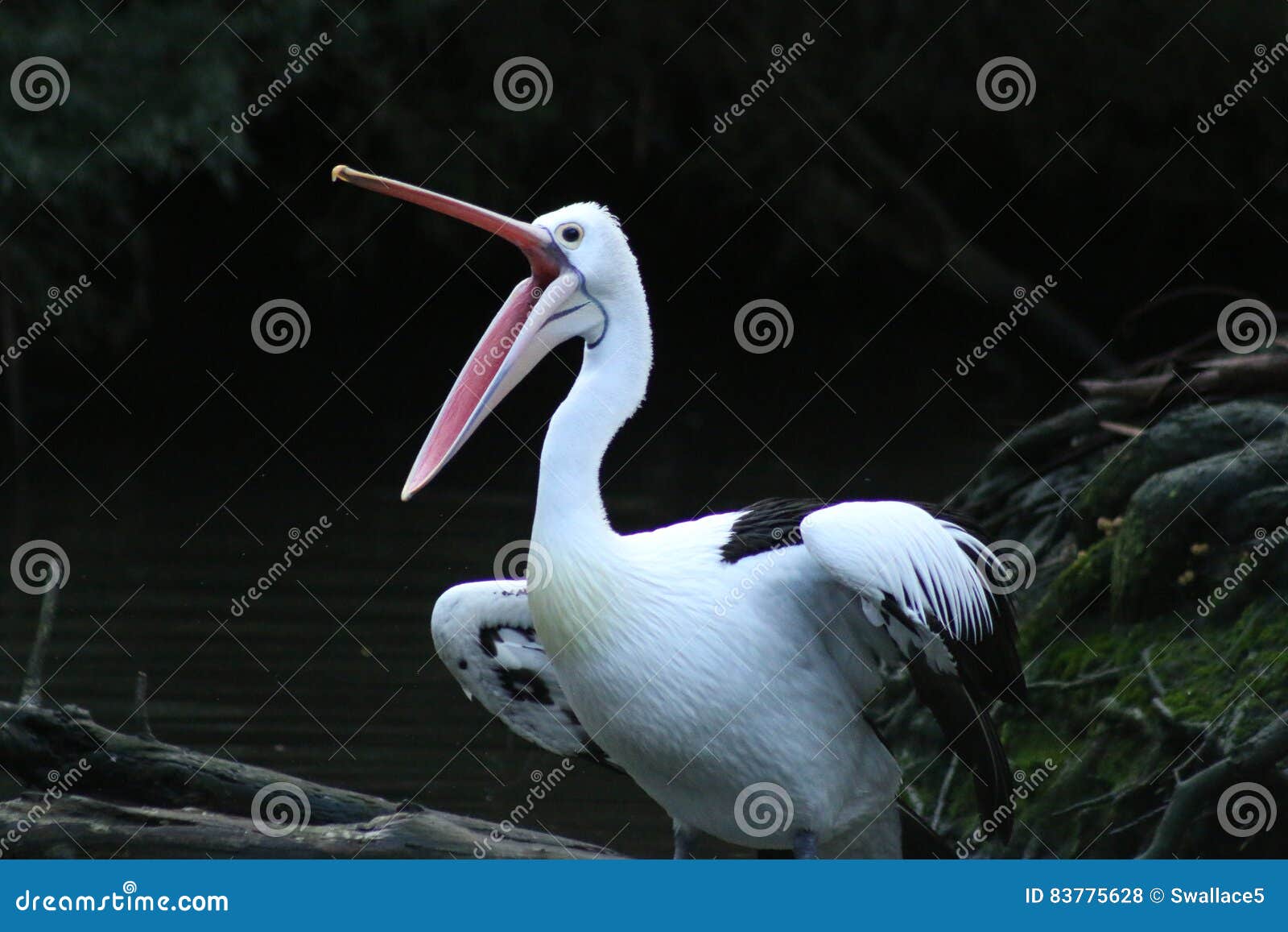 Screeching Pelican stock photo. Image of bill, australia - 83775628