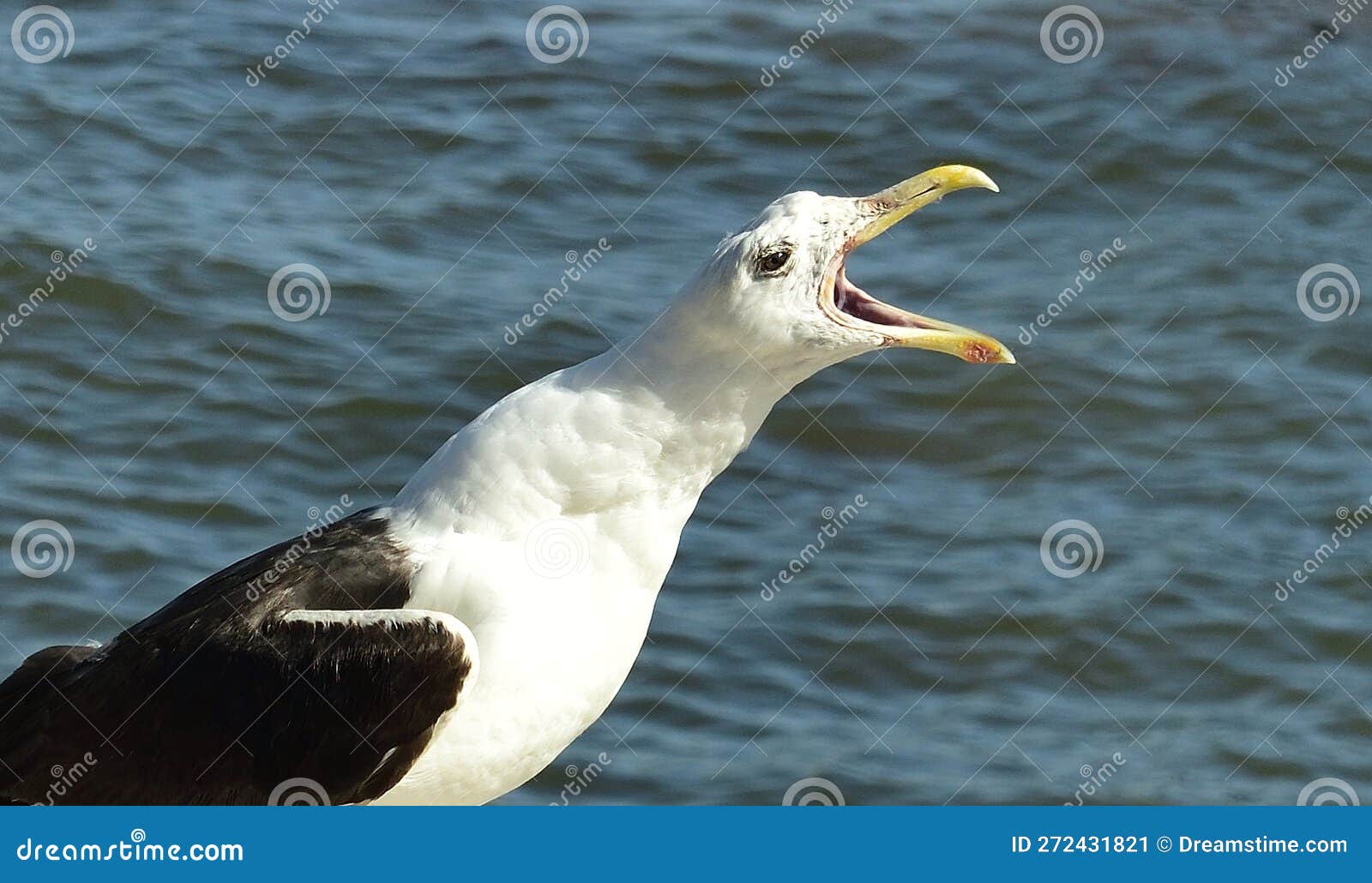A Screeching Seagull Against the Ocean in the Background Stock Image ...