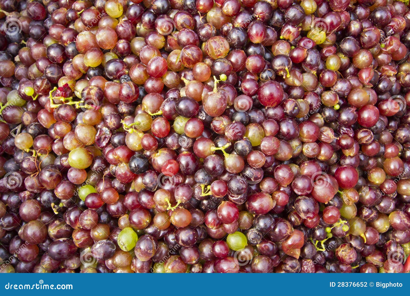 Screening of grape waste stock photo. Image of vine, leaf - 28376652