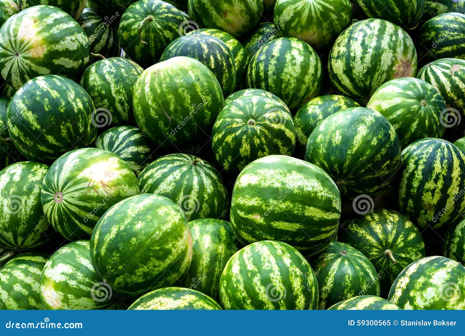 Screensaver from Green Watermelons Stock Image - Image of fresh, green ...