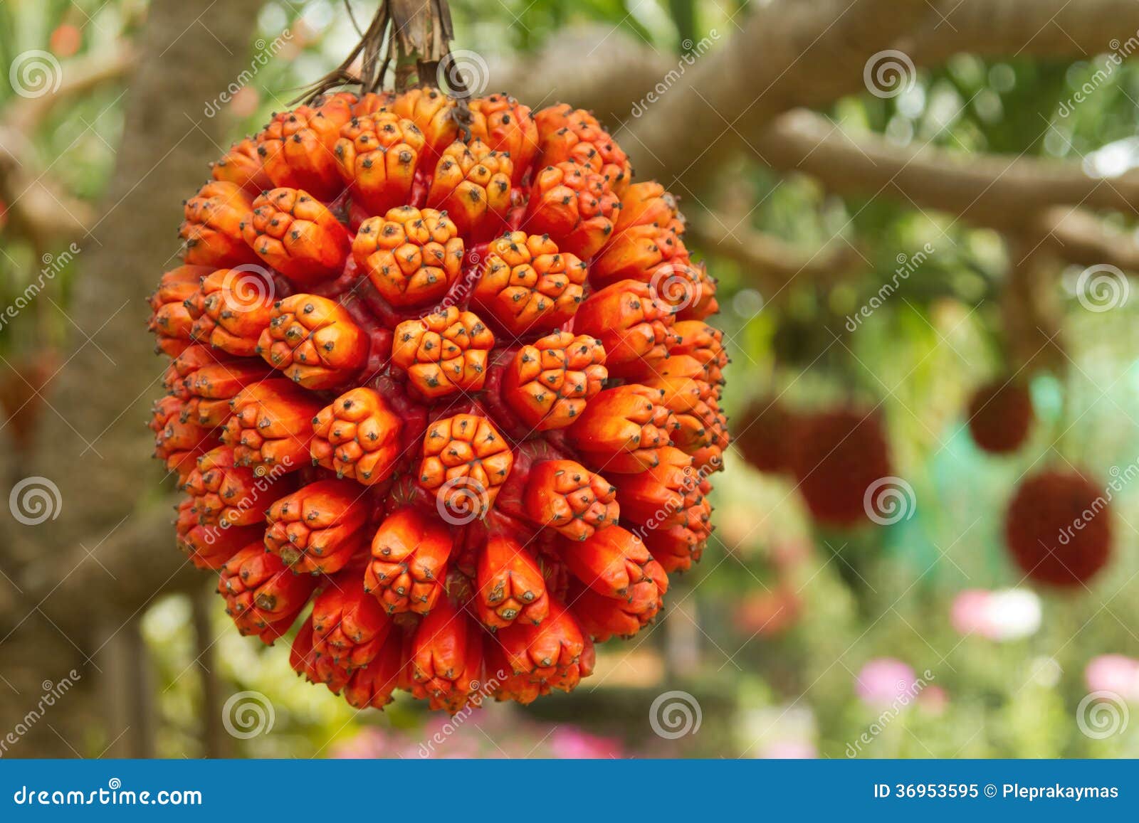 Pandanus Tectorius In Okinawa Stock Photo | CartoonDealer.com #43890108