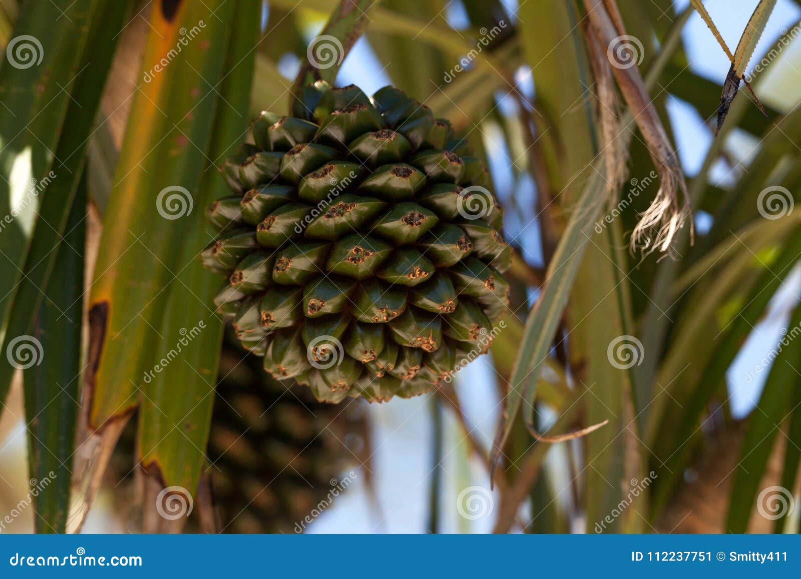 Pine Fruit Pandanus Utilis Grows on a Tree Stock Image - Image of ...