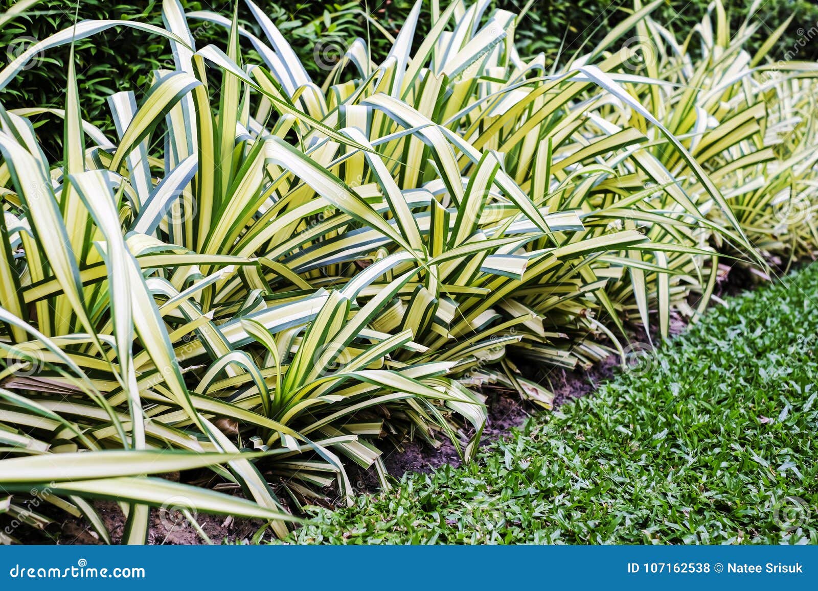 Pine or Pandanus Sanderi Sander in the Garden Stock Photo - Image of ...