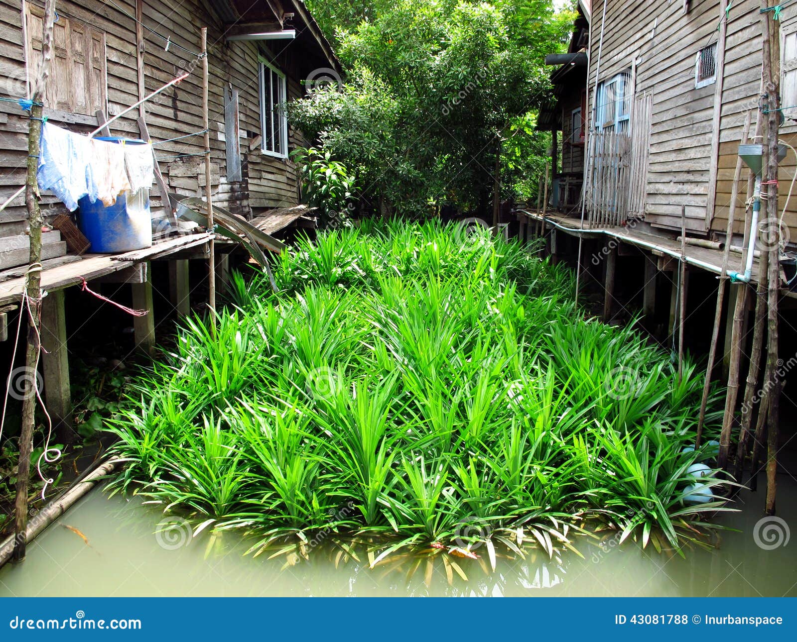 Pine plot. stock photo. Image of river, pine, natural - 43081788