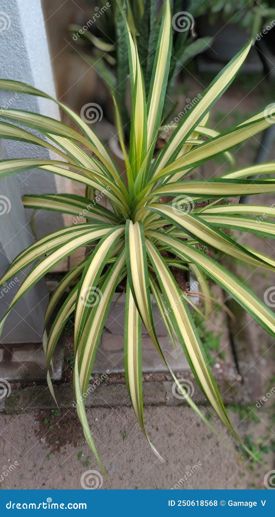 PINE the Prickly Plant ðŸ’›ðŸ˜ƒ Stock Photo - Image of tropics, cactus ...
