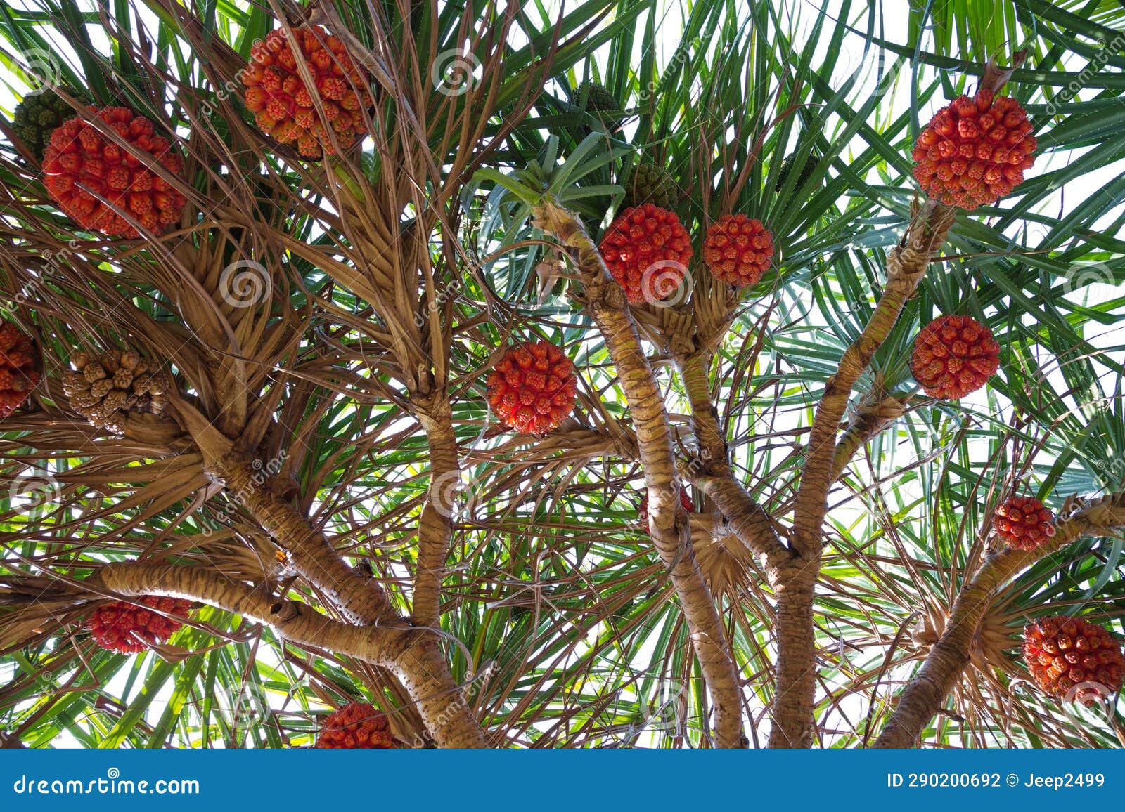 Pine trees. stock photo. Image of tectorius, organic - 290200692
