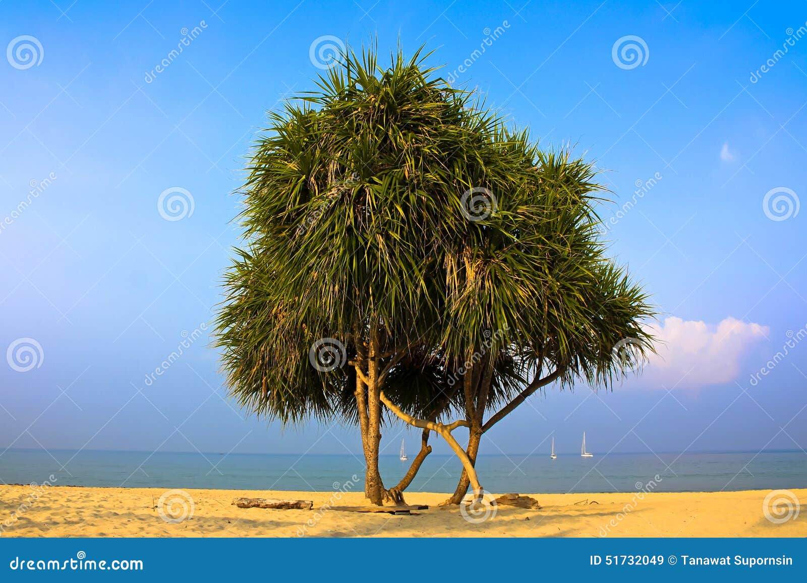 Pine wallpaper stock image. Image of wallpaper, tree - 51732049