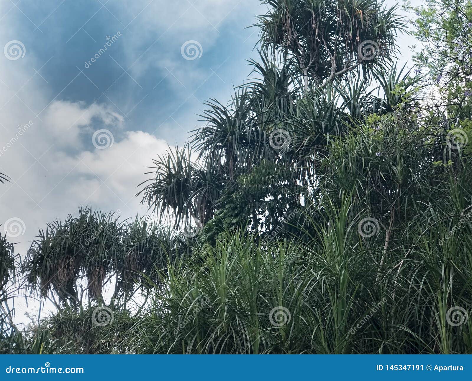 Screwpine Bush with Blue Sky. Pandanus Tectorius Big Shrub Tree Growing ...