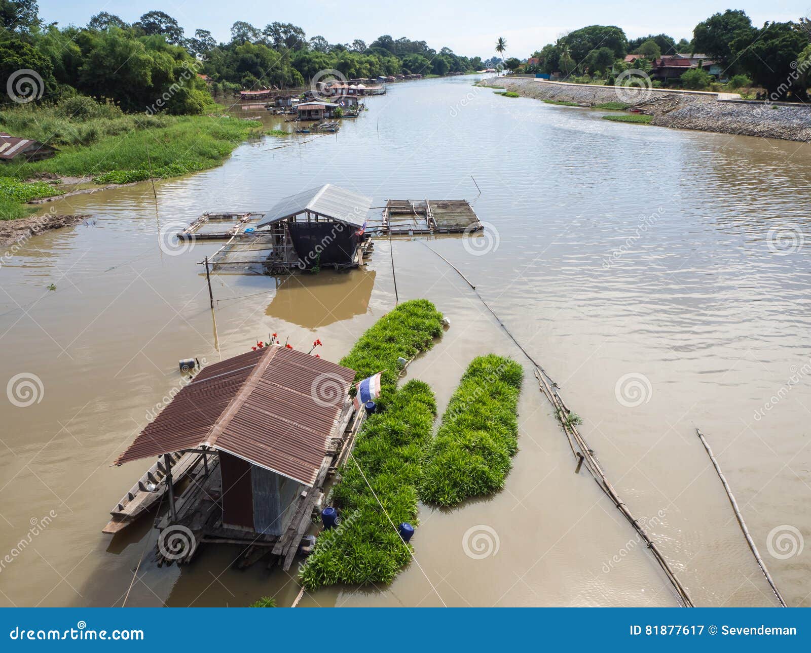 Screwpine farm on river. editorial photography. Image of aroma - 81877617