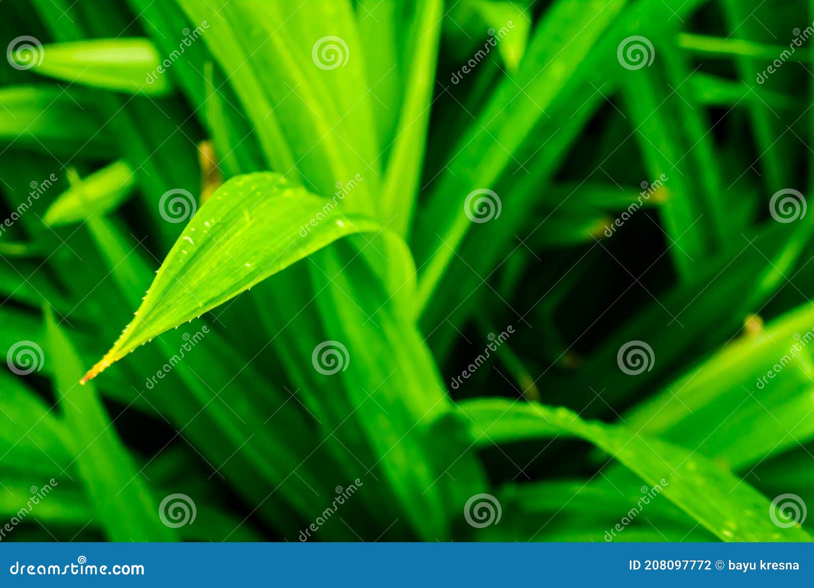 Screwpine Leaf in the Morning after Rain Stock Photo - Image of pandan ...