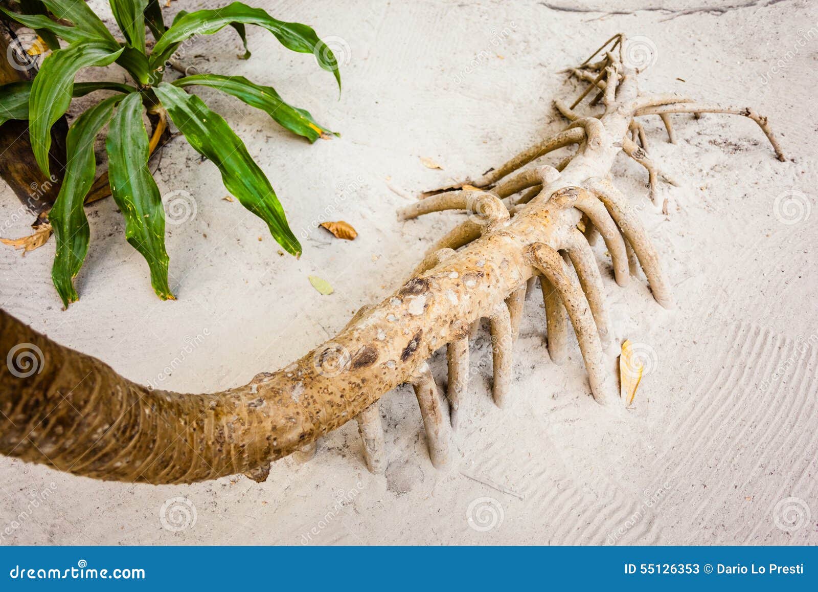 Screwpine roots stock image. Image of asia, monocot, natural - 55126353