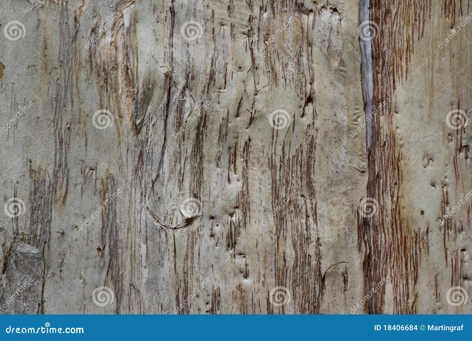 Gum Tree Bark Texture, Australian Vegetation Stock Photo - Image of ...
