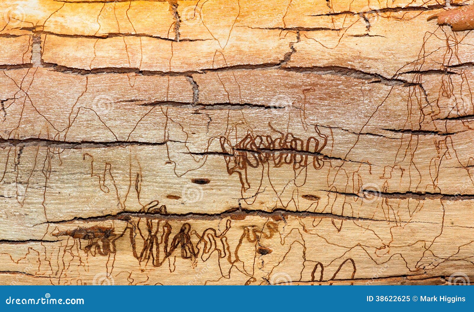 Scribble tree bark texture stock image. Image of bark - 38622625