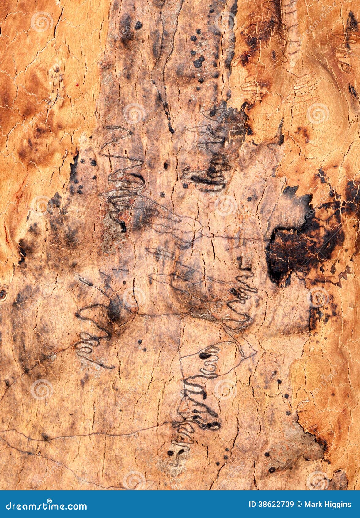 Scribble tree bark texture stock image. Image of surface - 38622709