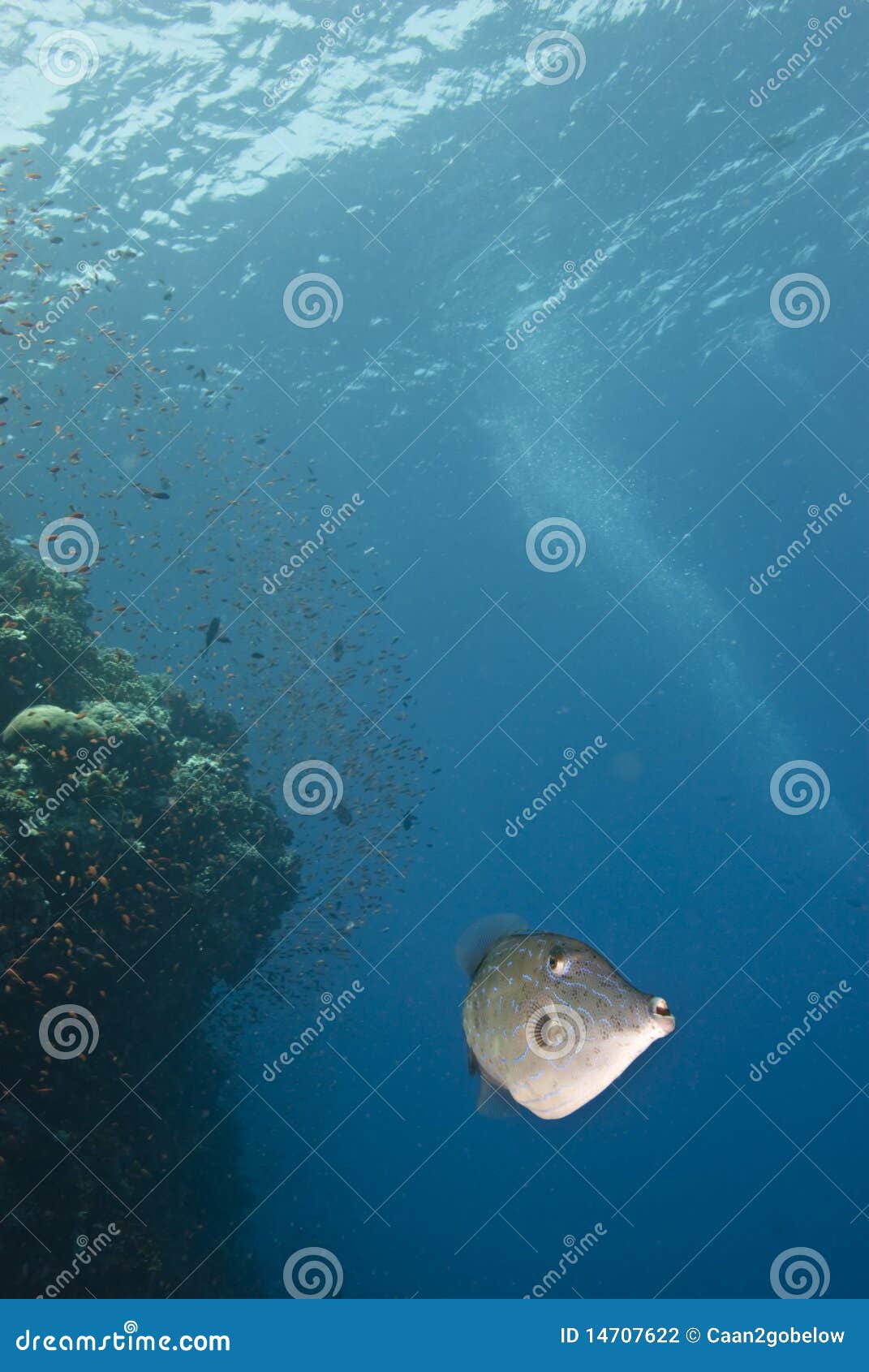 Scribbled Filefish Or Scrawled Filefish - Aluterus Scriptus On Coral ...