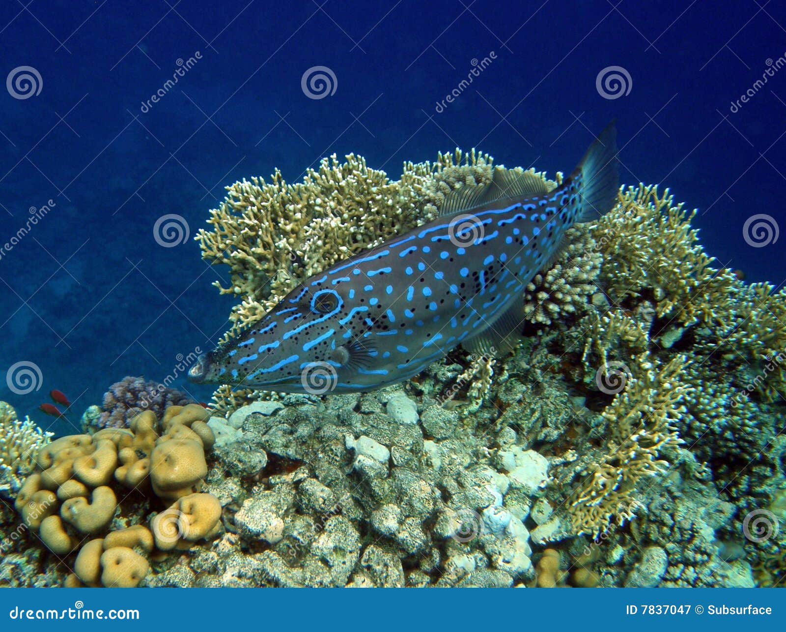 246 Blue Filefish Stock Photos - Free & Royalty-Free Stock Photos from ...