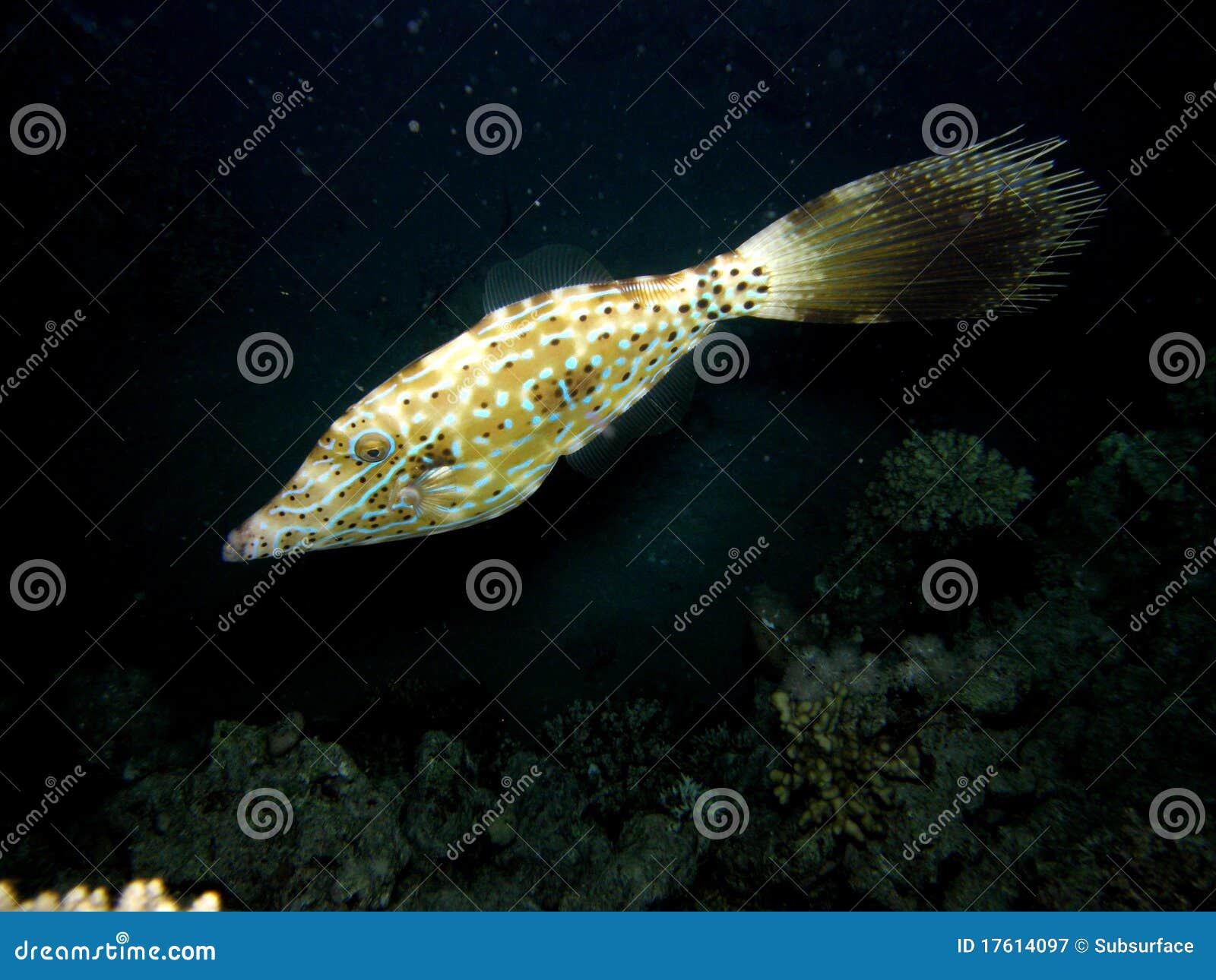 Scribbled Filefish Or Scrawled Filefish - Aluterus Scriptus On Coral ...
