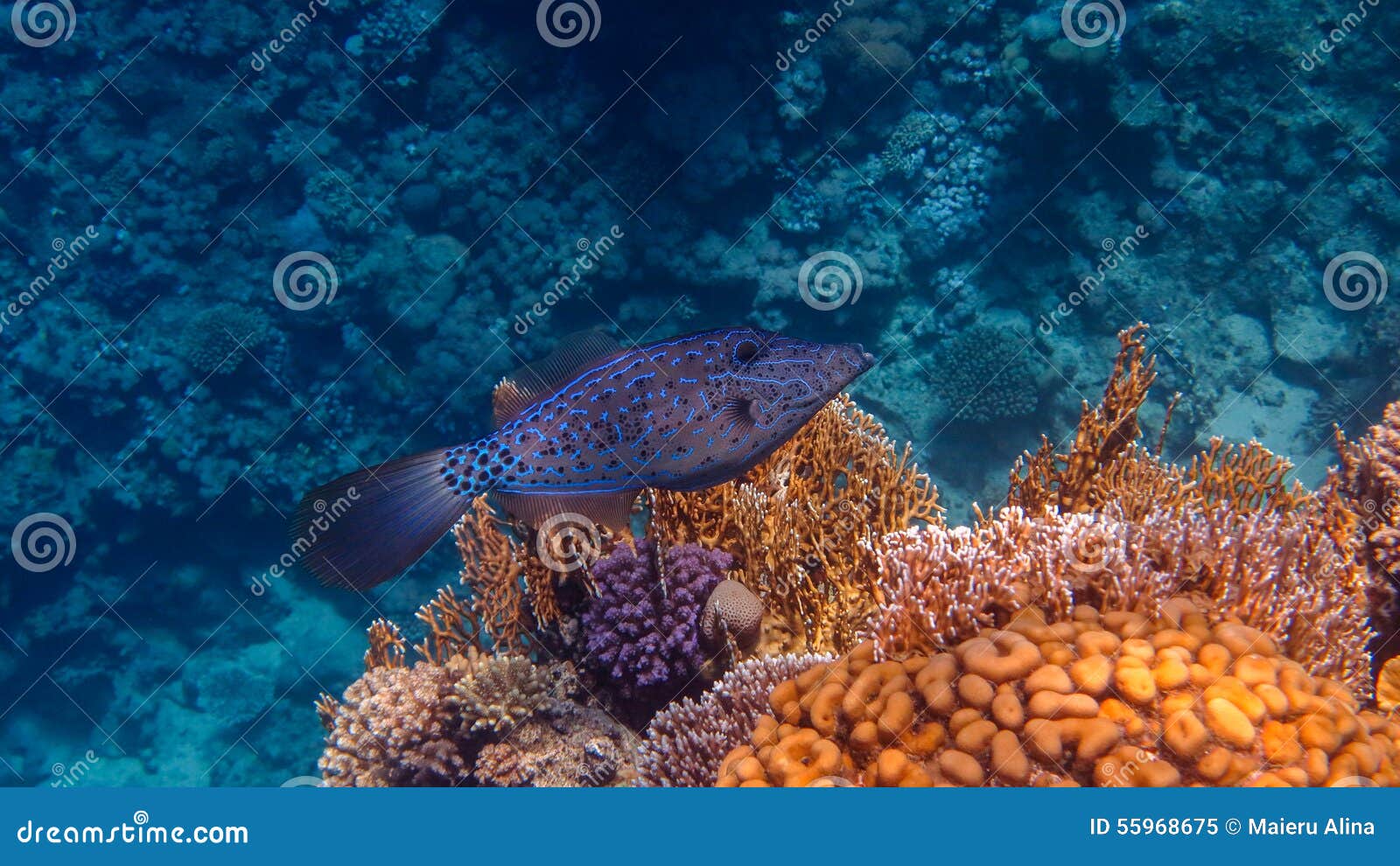Scribbled Filefish Or Scrawled Filefish - Aluterus Scriptus On Coral ...