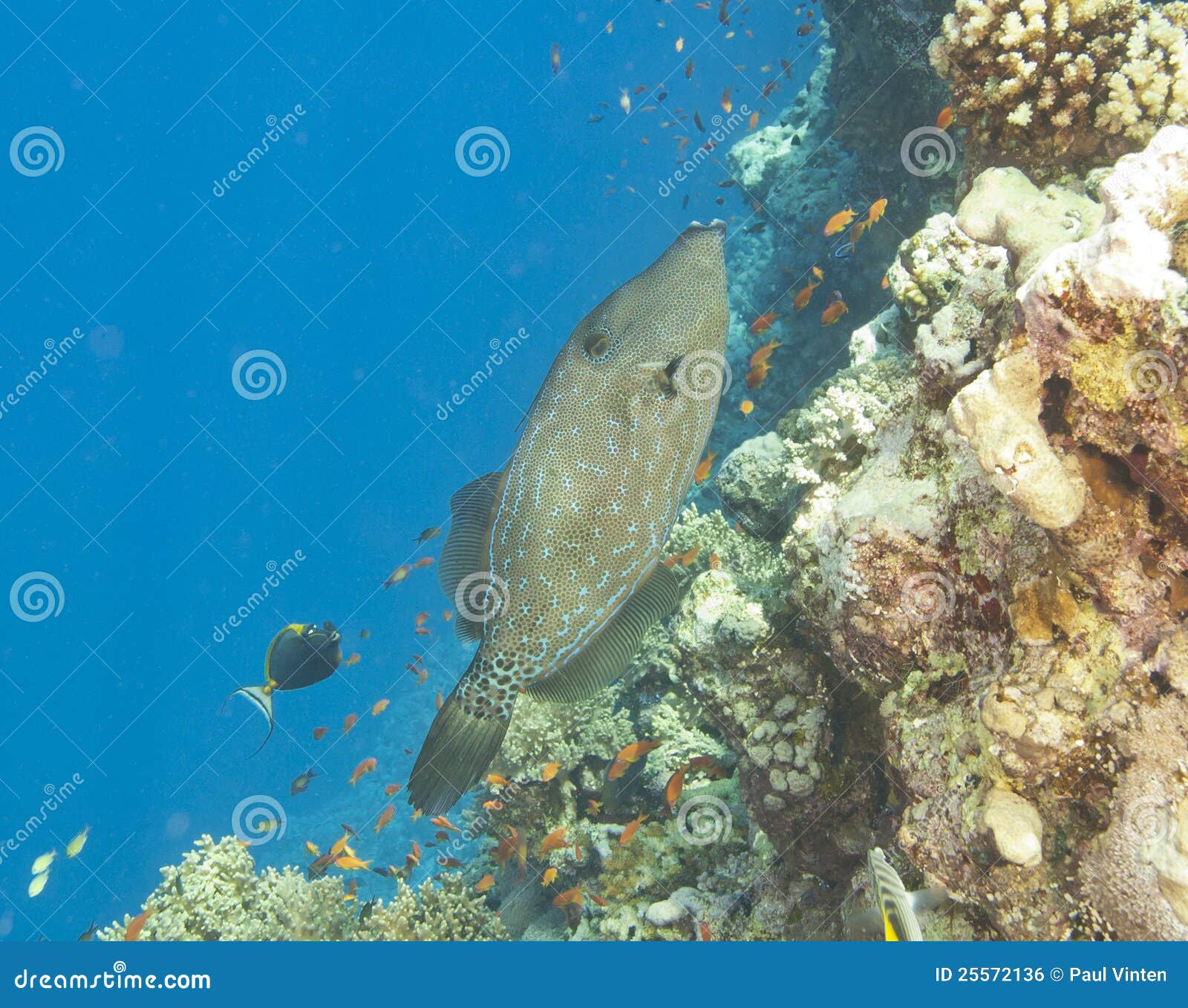 Scribbled Filefish Or Scrawled Filefish - Aluterus Scriptus On Coral ...