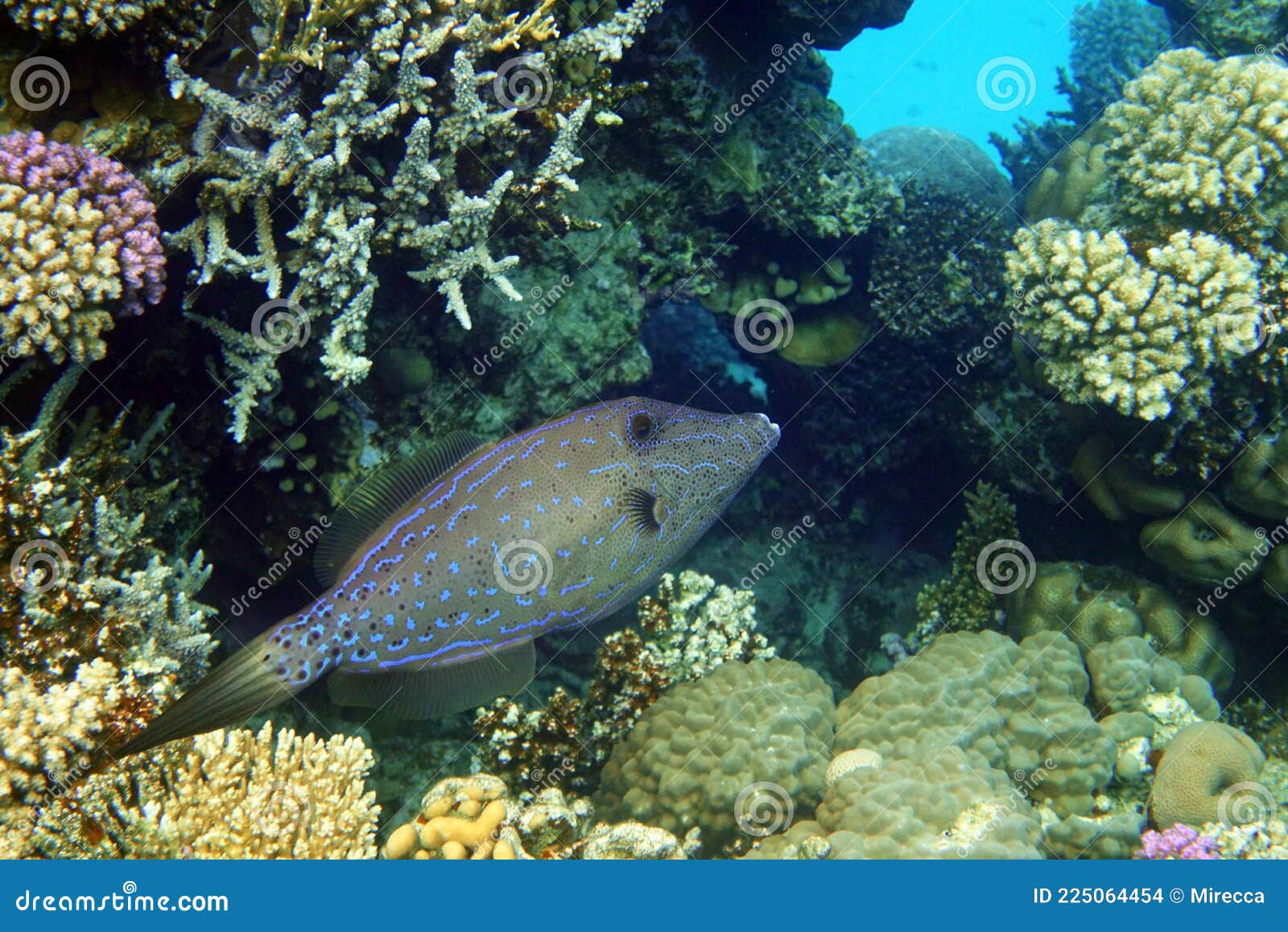 Scribbled Filefish or Scrawled Filefish - Aluterus Scriptus on Coral ...