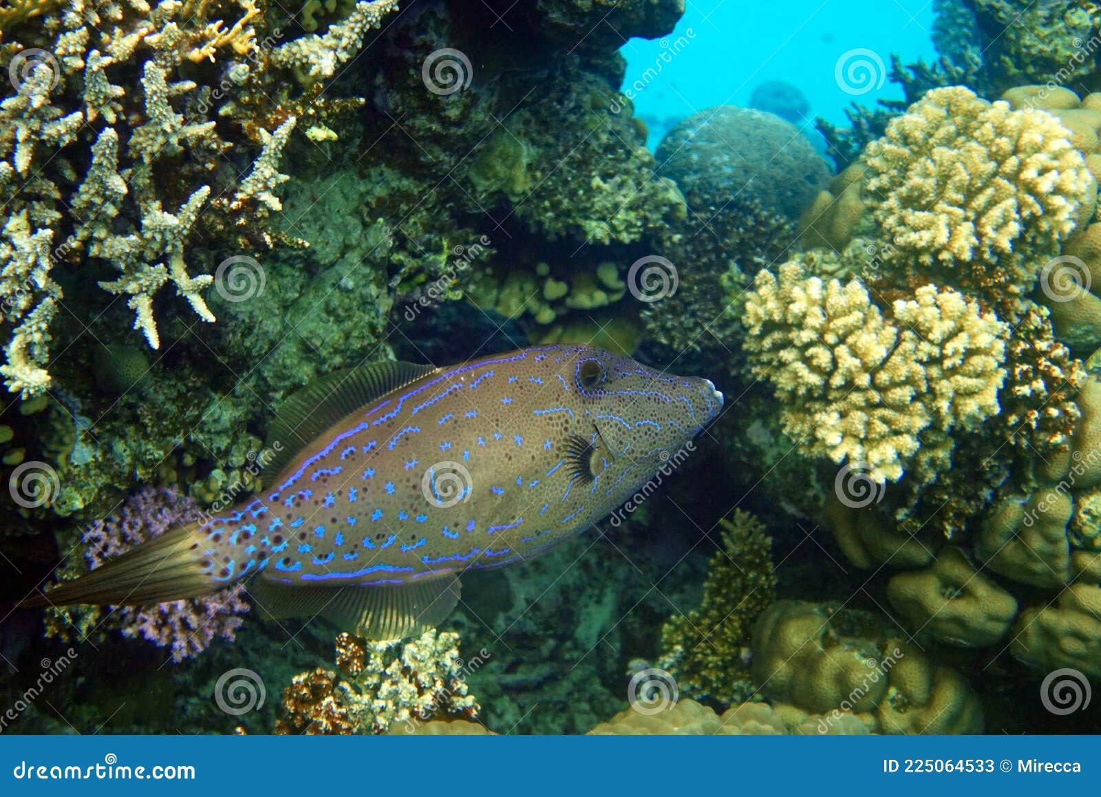 Scribbled Filefish or Scrawled Filefish - Aluterus Scriptus on Coral ...