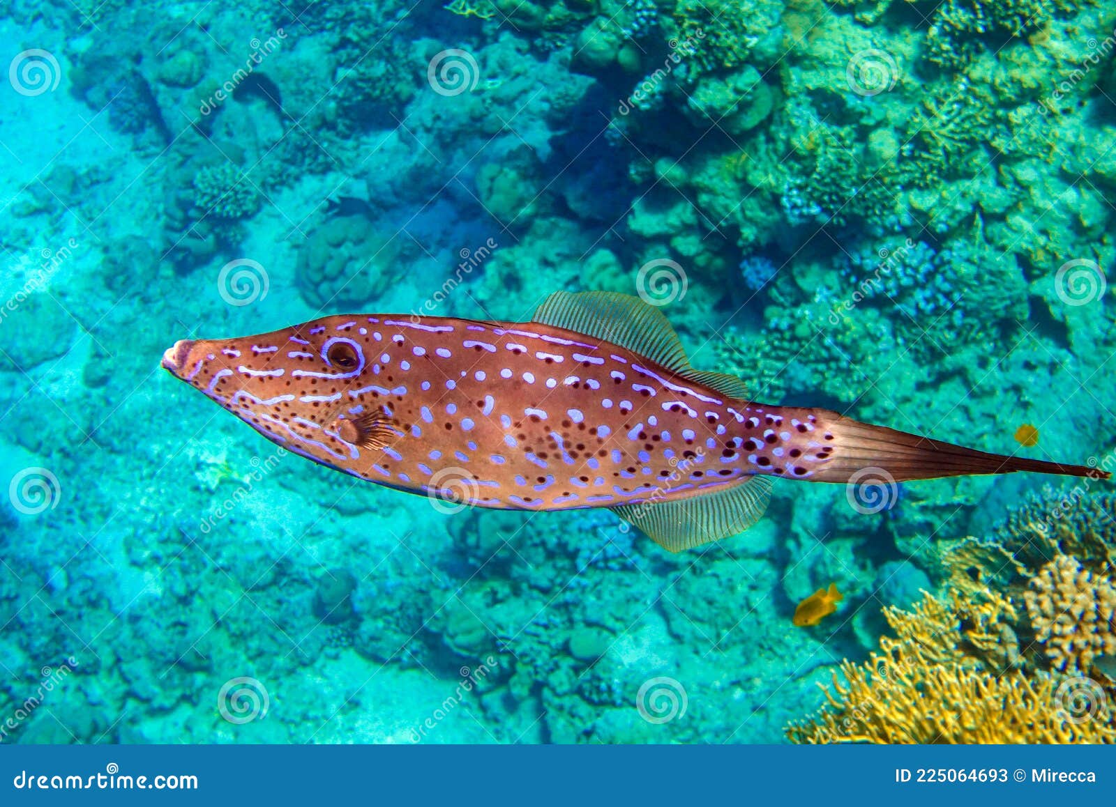 Scribbled Filefish or Scrawled Filefish - Aluterus Scriptus on Coral ...